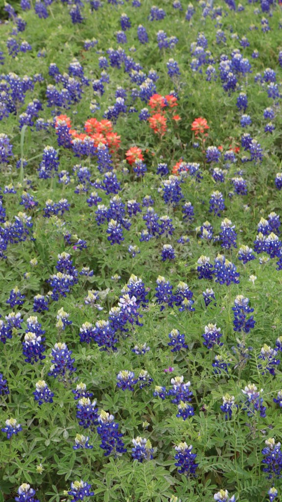 Bluebonnet Road Trip – The Girl and the Coconut